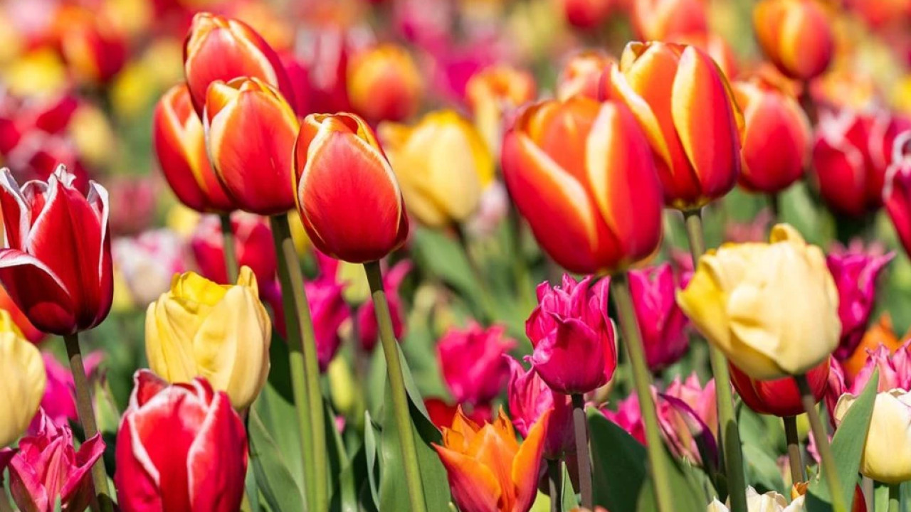 "რკ ოზაანმა" ჰოლანდიური ტიტების წარმოება დაიწყო